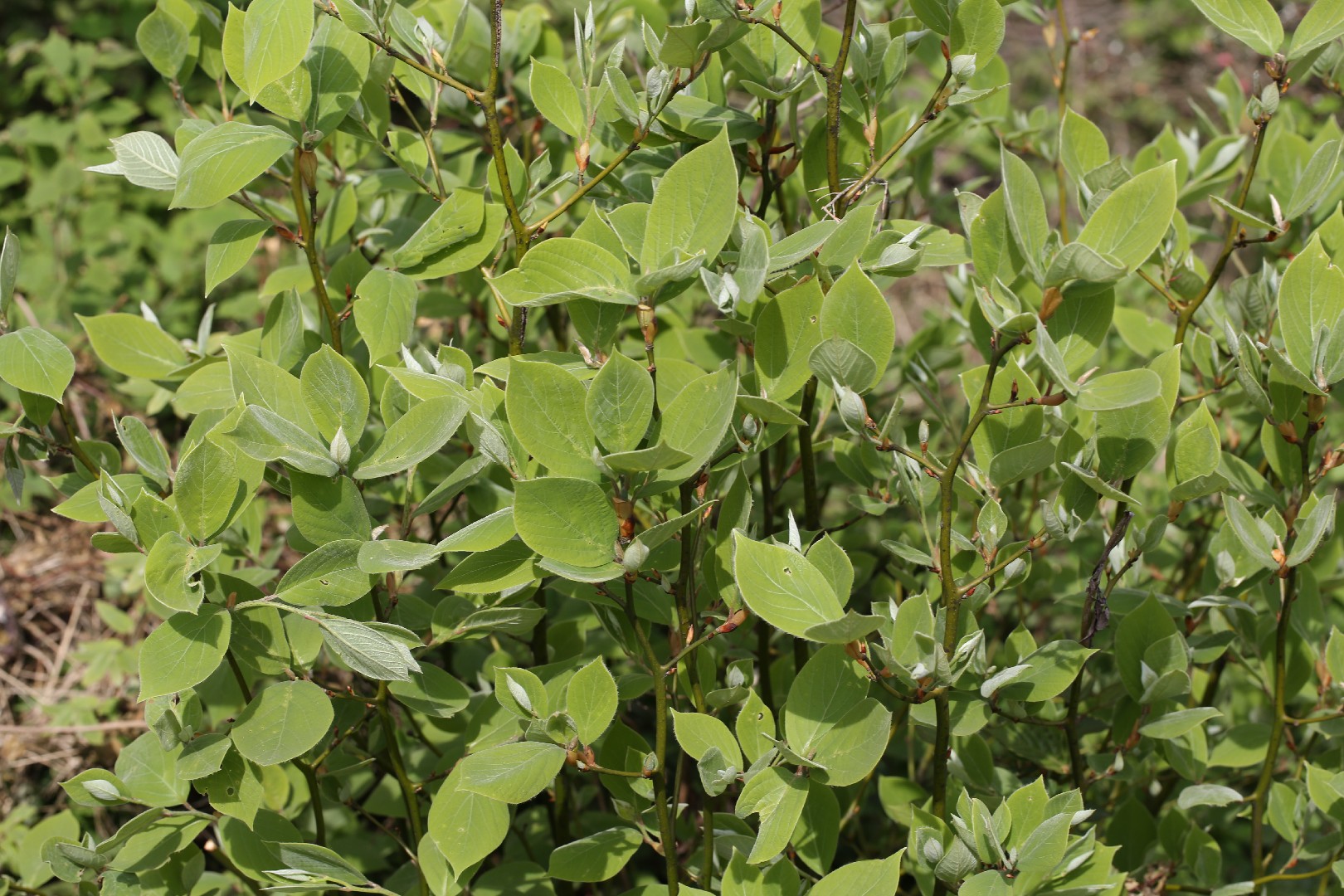 Mountain spicebush (Lindera reflexa) Flower, Leaf, Care, Uses - PictureThis