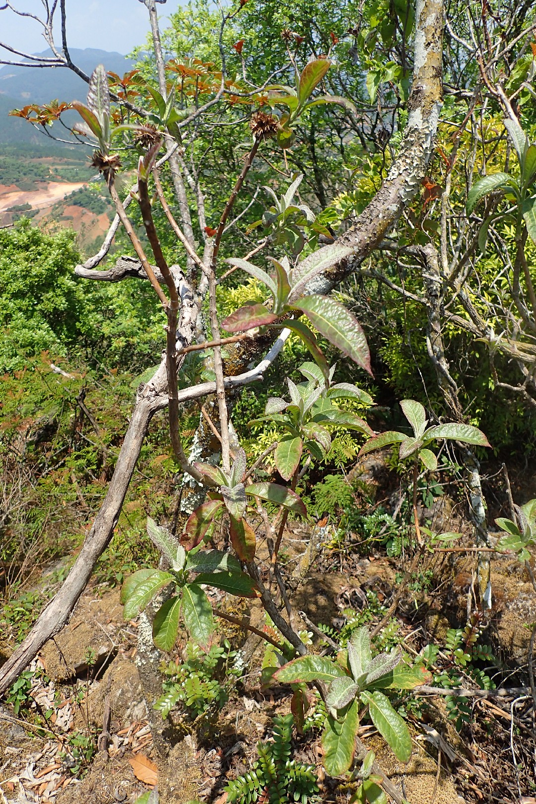 Leucomeris decora - PictureThis