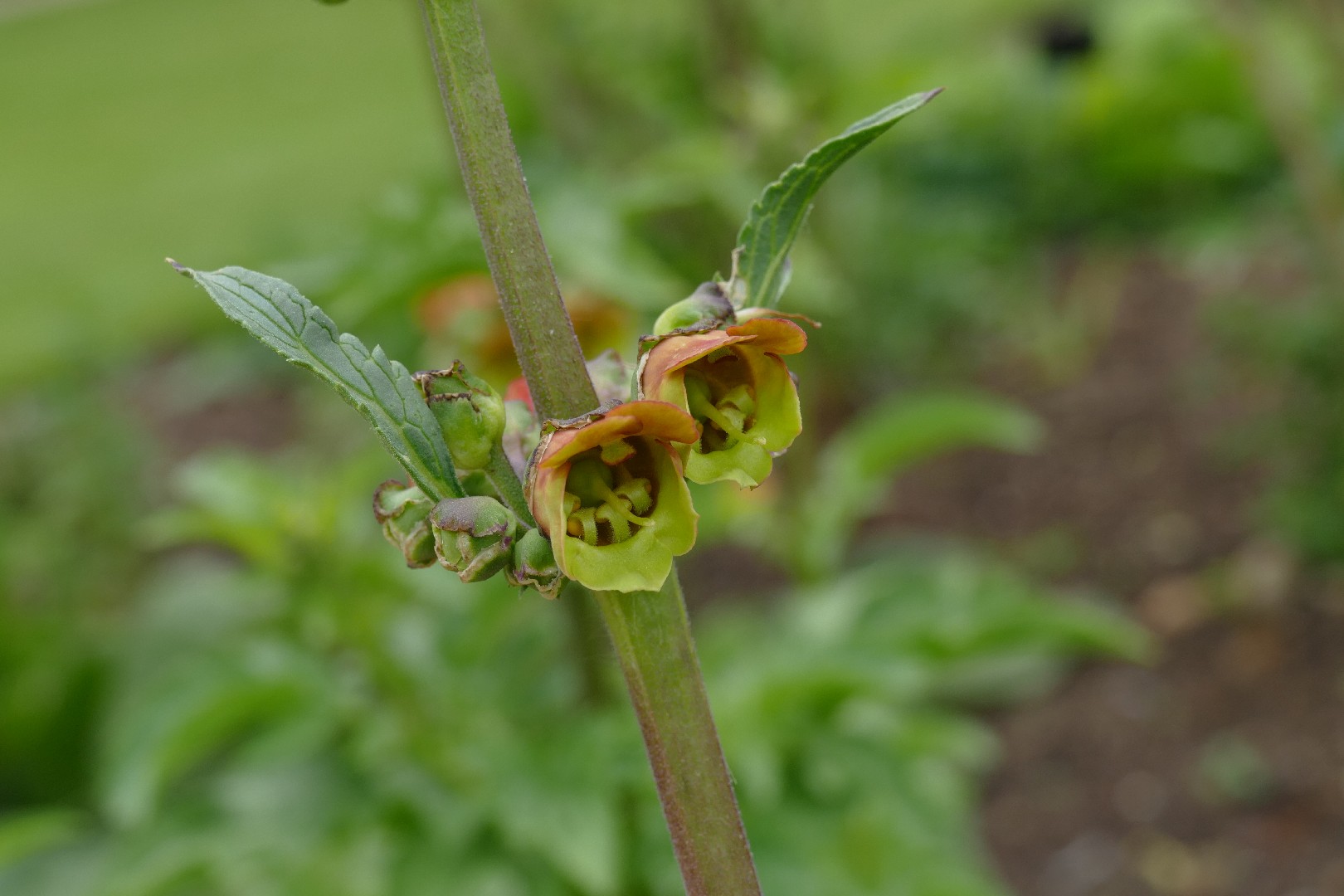 Scrophularia sambucifolia Flower, Leaf, Care, Uses - PictureThis