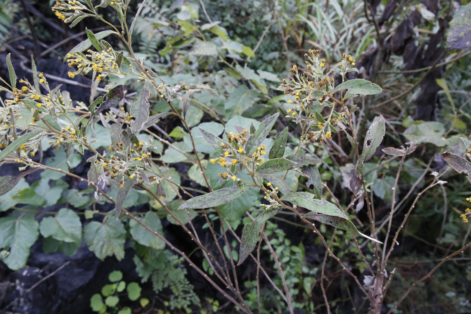 Fragrant Inula (Duhaldea cappa) Flower, Leaf, Care, Uses - PictureThis