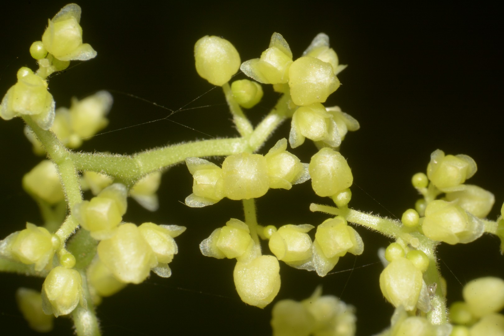 Kach (Parabaena sagittata) Flower, Leaf, Care, Uses - PictureThis