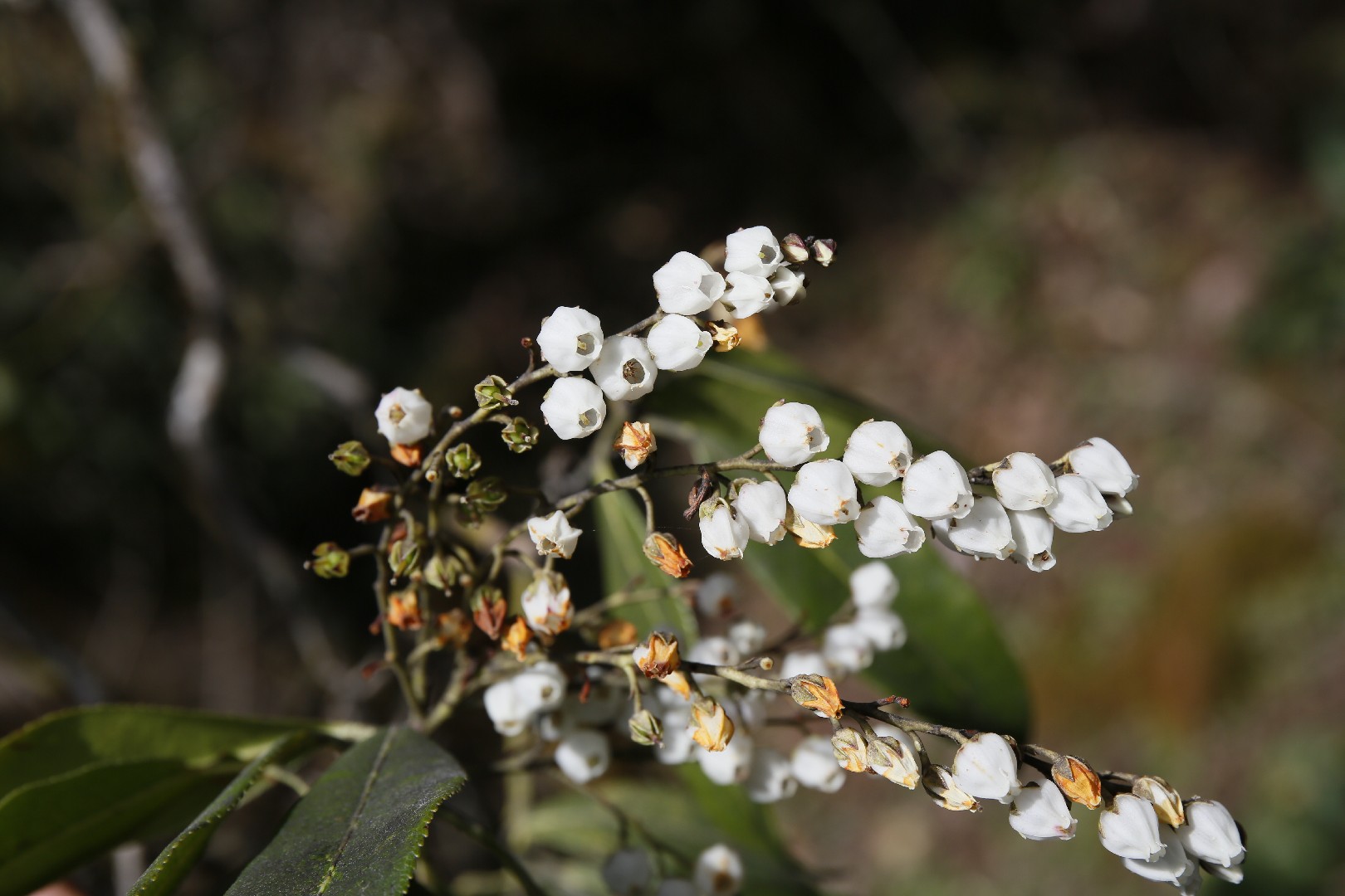 How to Plant and Grow Lily of the valley bush(Pieris formosa)