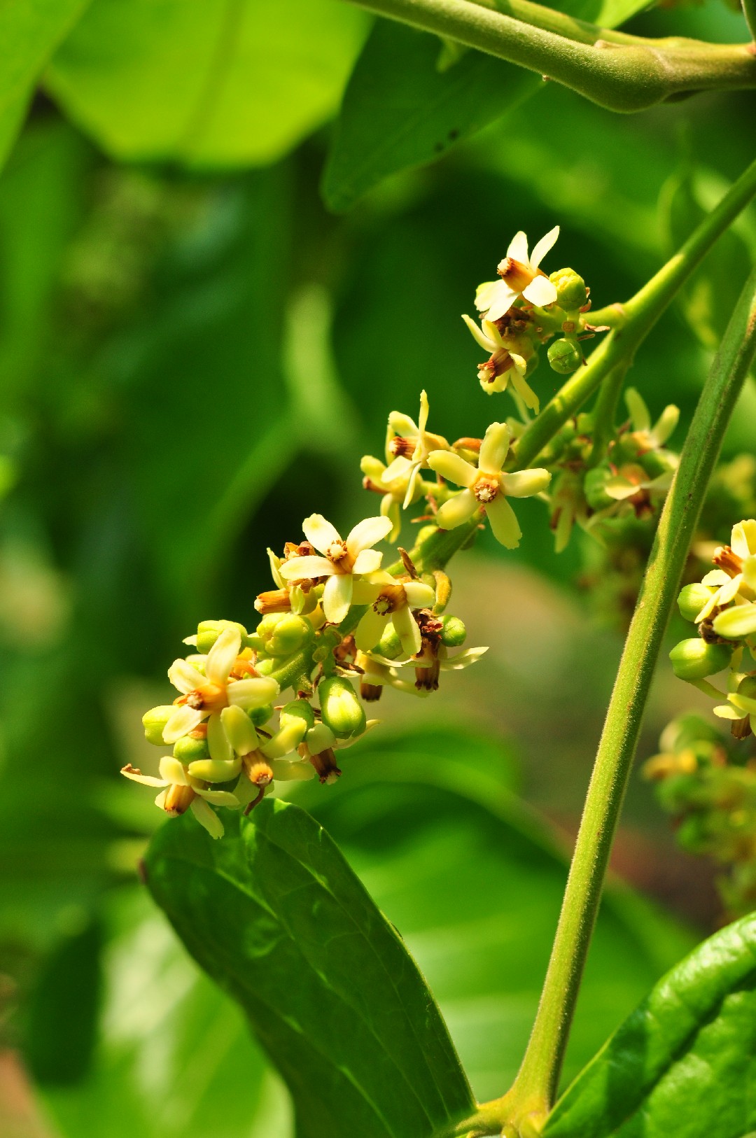 Santol Tree Lifespan