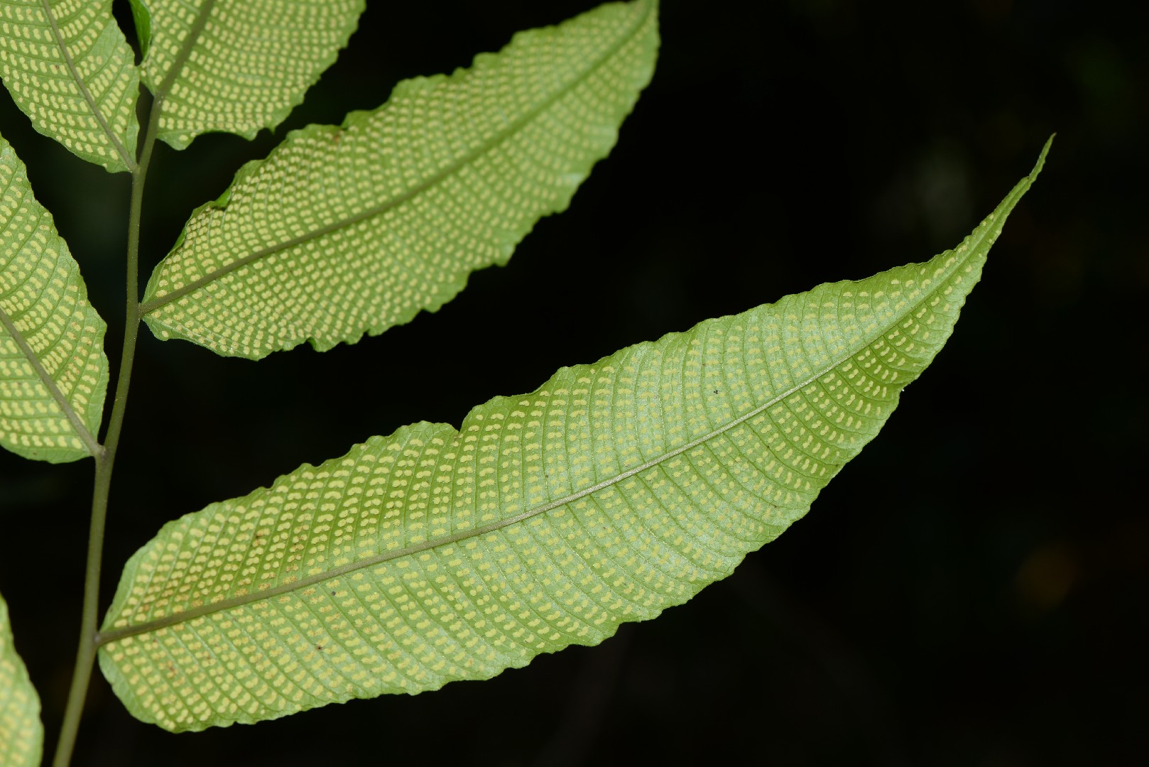 Marsh fern (Thelypteridaceae) Flower, Leaf, Care, Uses - PictureThis
