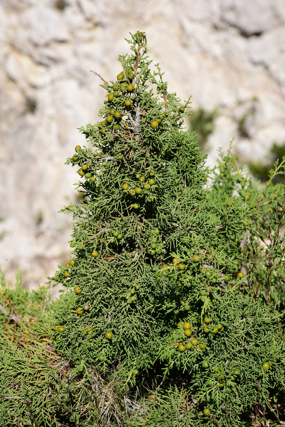 Juniperus pinchotii - PictureThis