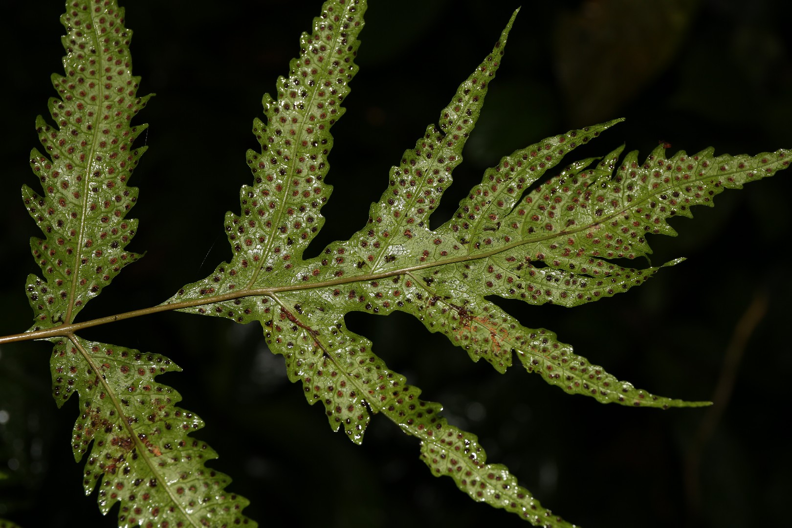 Tectaria phaeocaulis - PictureThis