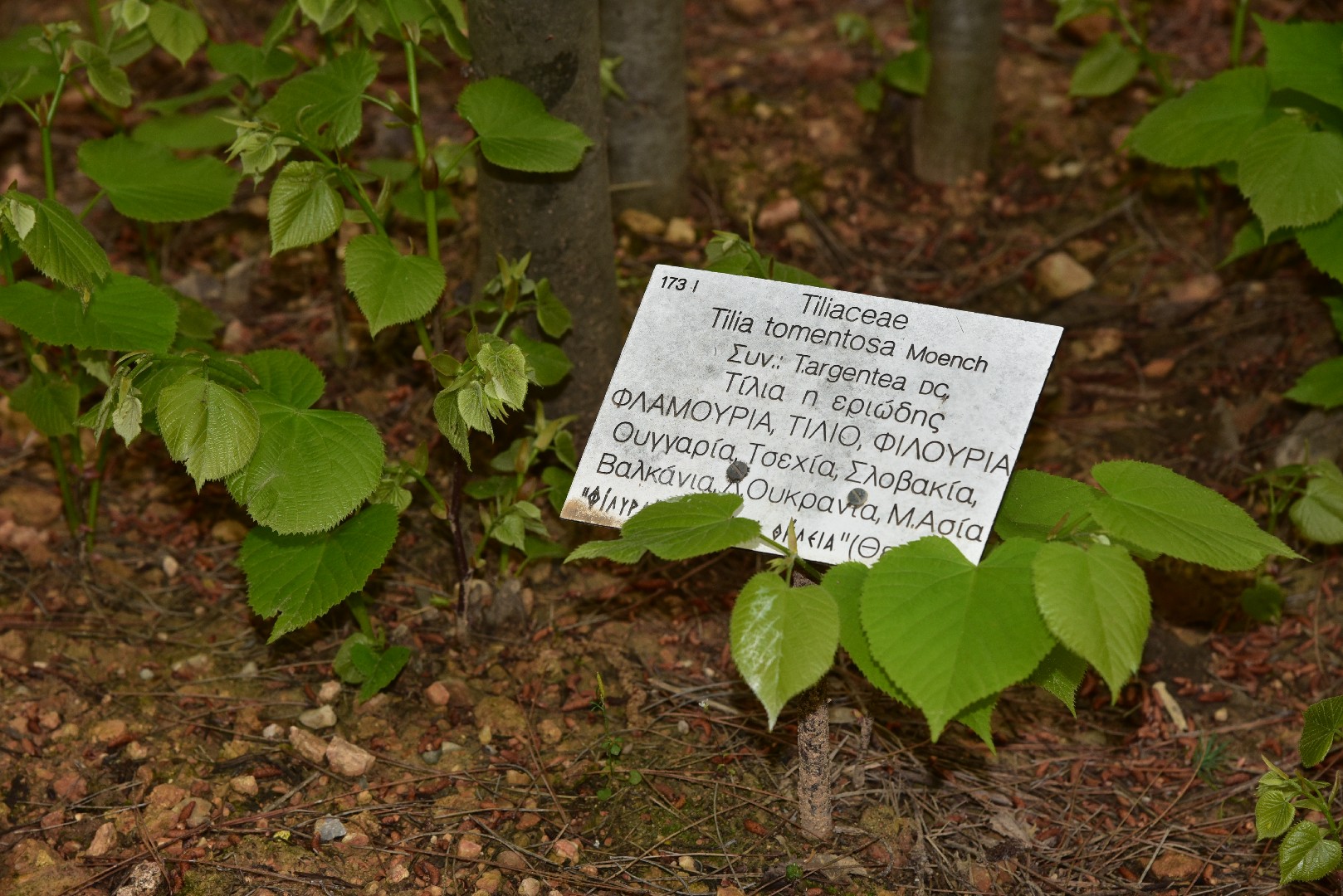 Silver linden (Tilia tomentosa) Flower, Leaf, Care, Uses - PictureThis