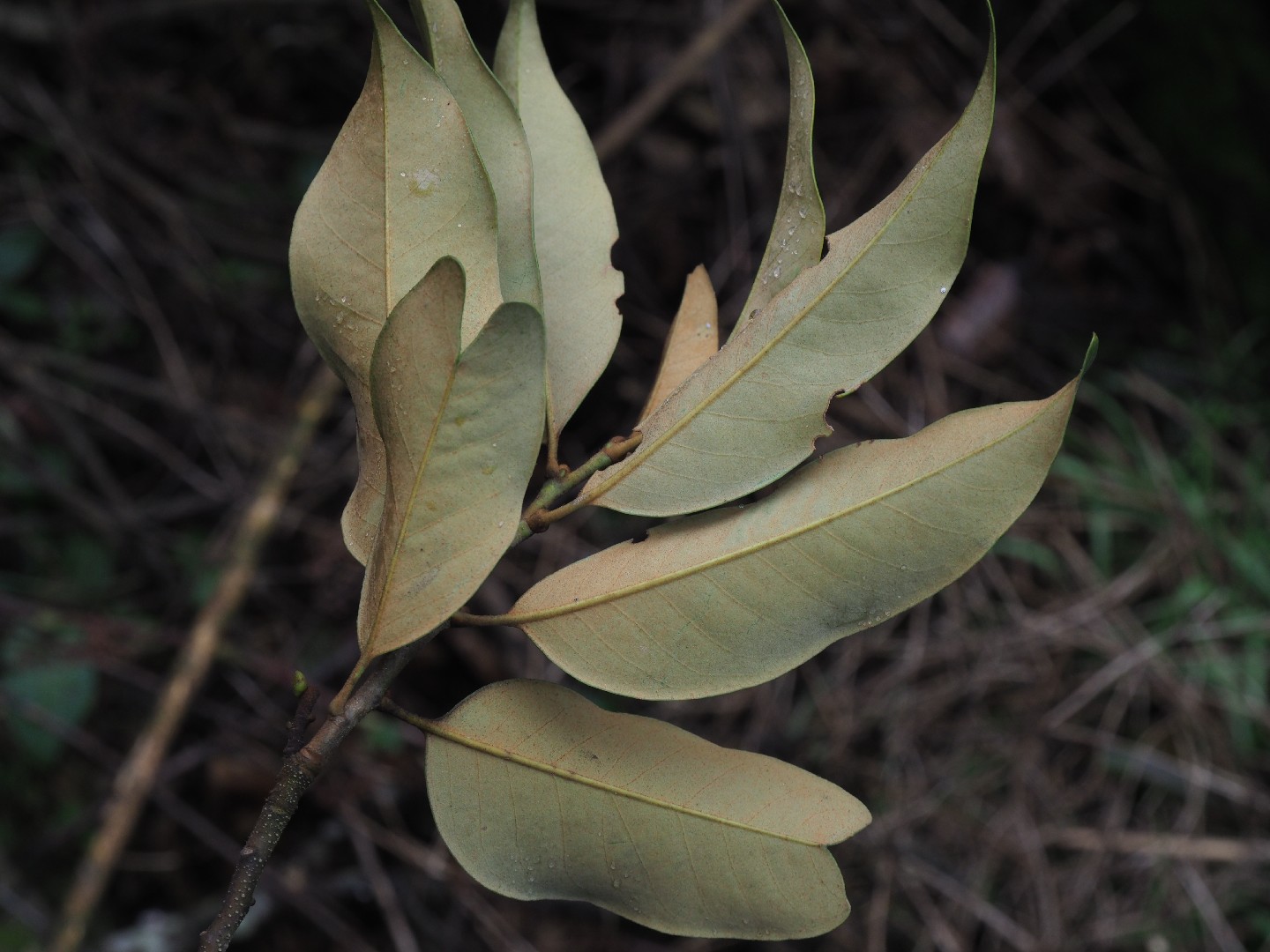 Castanopsis chinensis - PictureThis