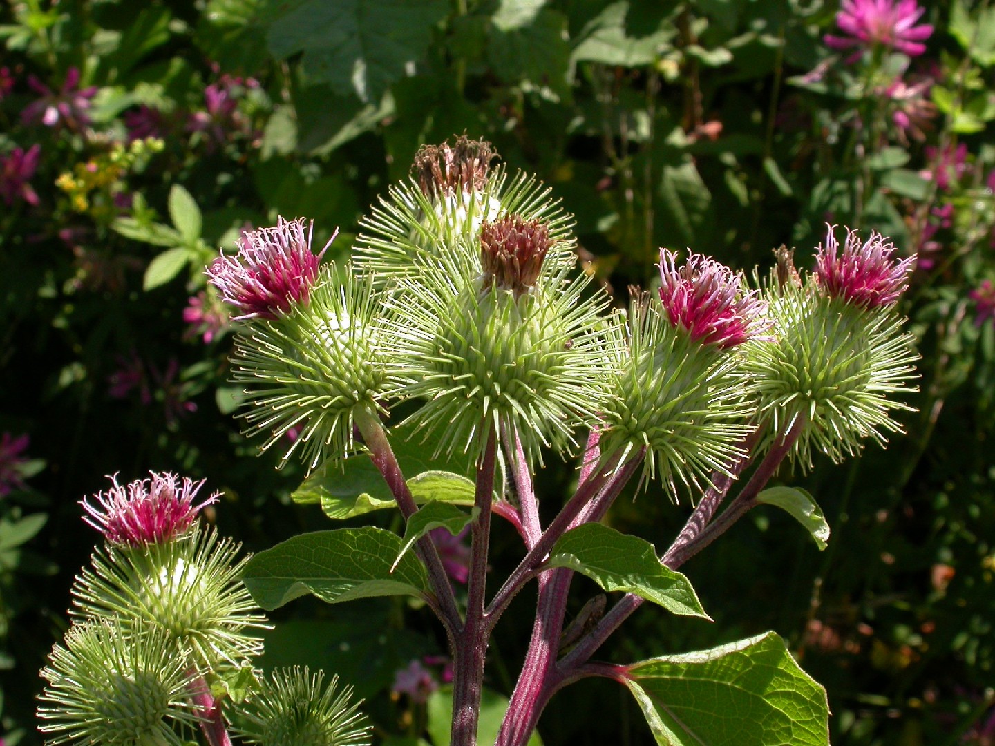 Arctium lappaceum - PictureThis