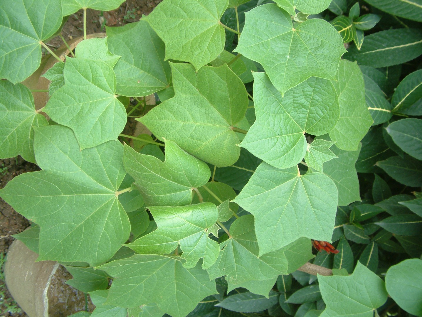 Thespesia lampas - PictureThis