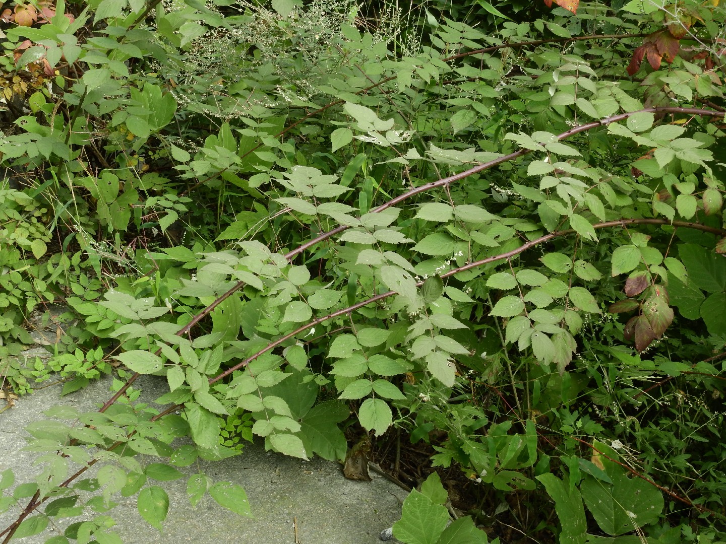 Rubus cockburnianus - PictureThis