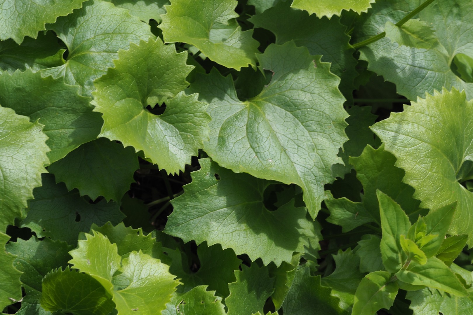 Дороникум колонны (Doronicum columnae) - PictureThis