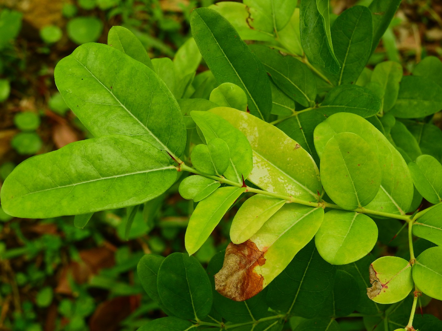 Caranda Cuidados (Plantando, Fertilizantes, Enfermedades) - PictureThis