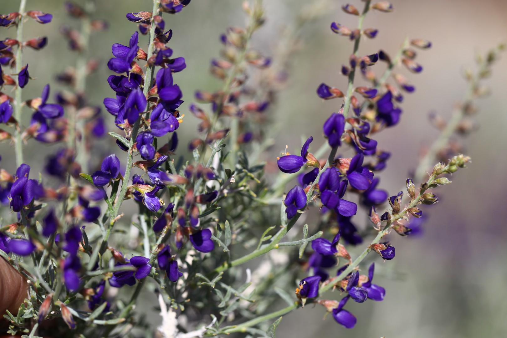 Psorothamnus fremontii - PictureThis