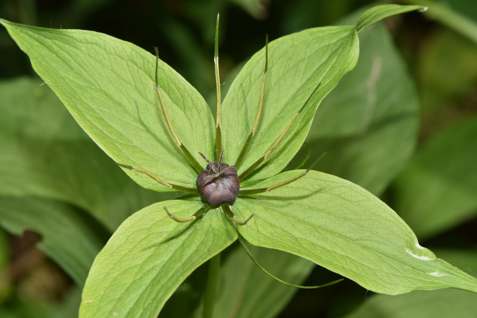 Verticillate paris (Paris verticillata) Flower, Leaf, Care, Uses ...