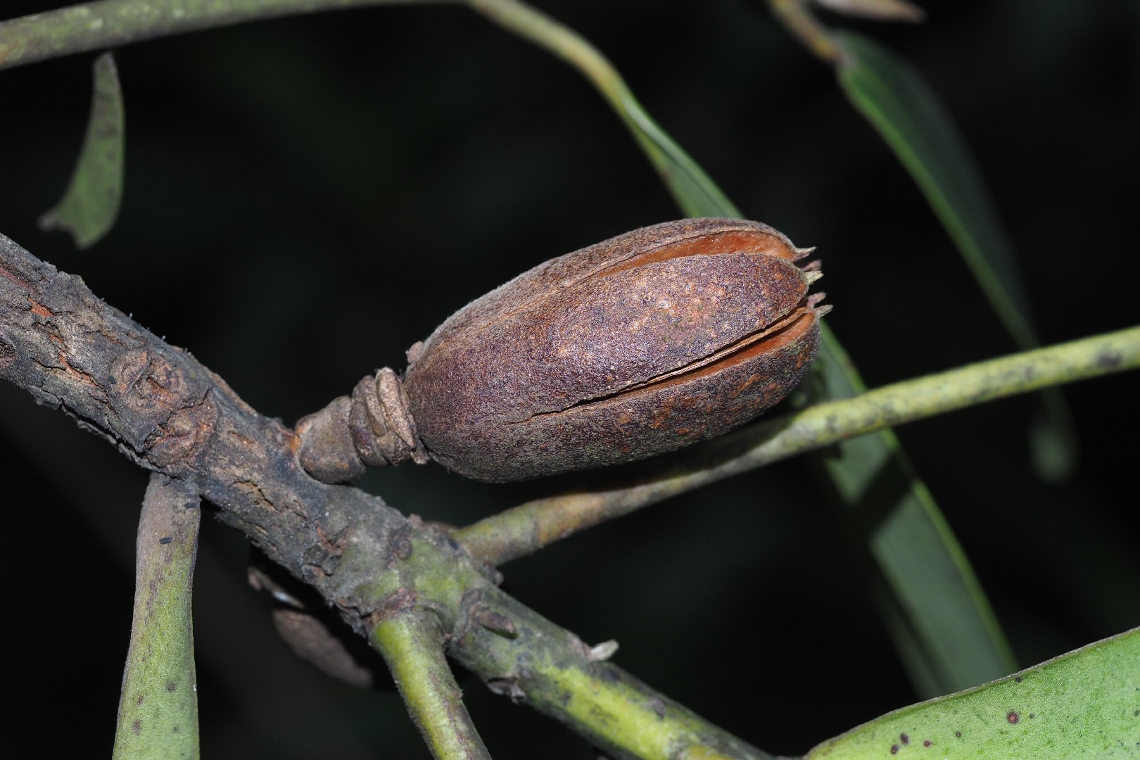 Polyspora axillaris - PictureThis