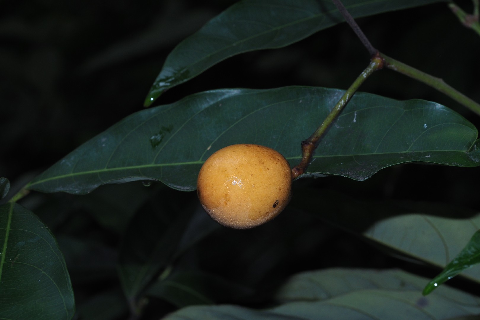Walsura robusta Flower, Leaf, Care, Uses - PictureThis