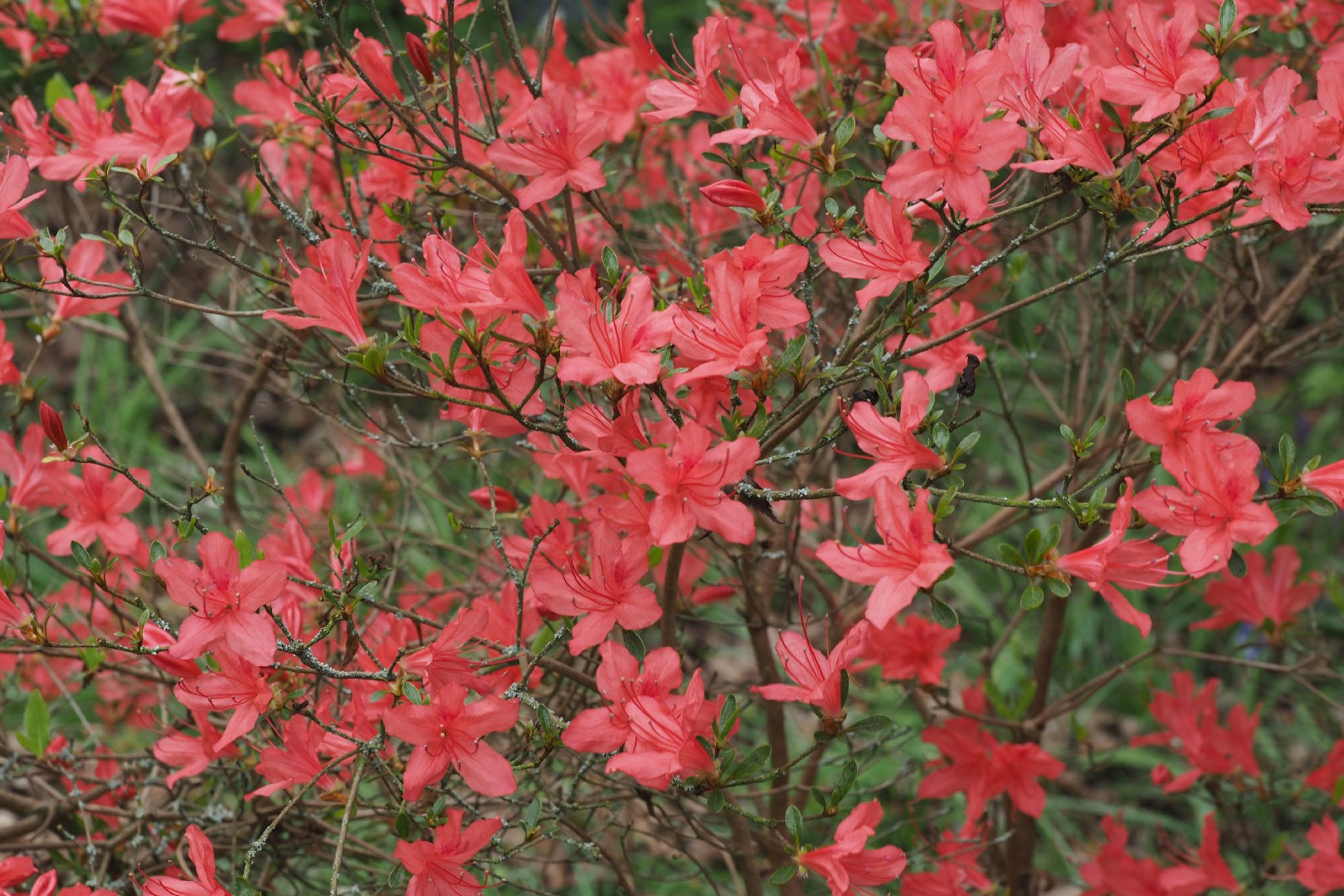 Rhododendron kaempferi - PictureThis