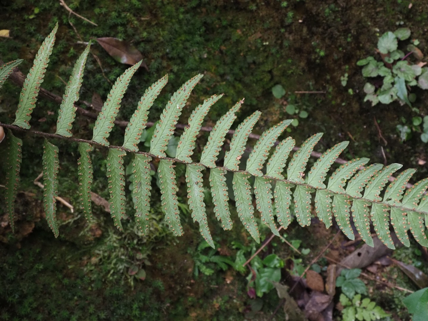 Rock lace fern (Microlepia marginata) Flower, Leaf, Care, Uses ...