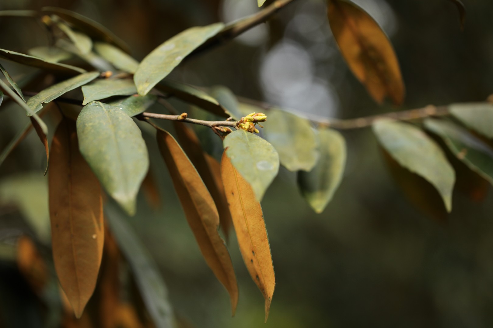 Castanopsis fargesii - PictureThis