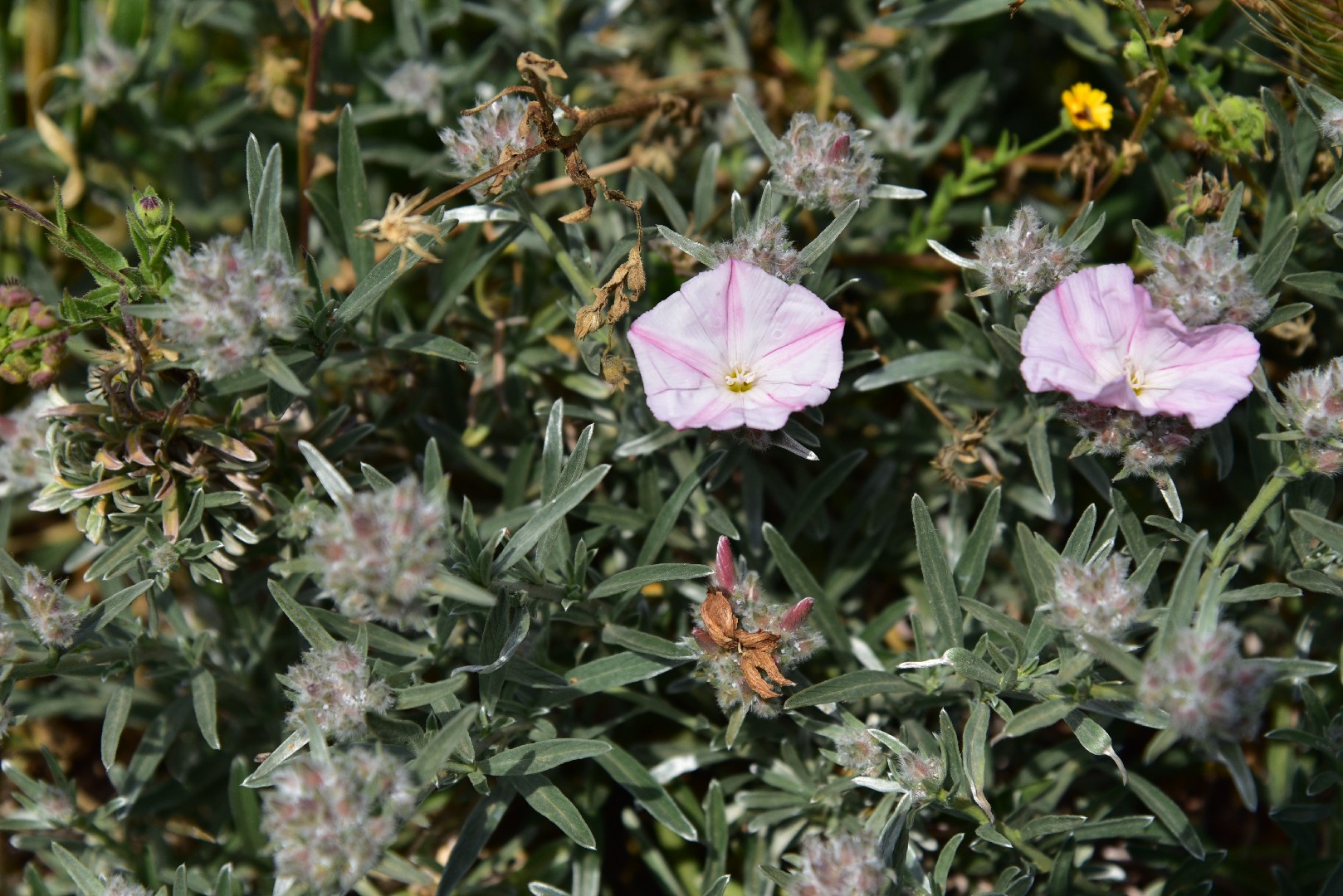 Liseron rayé (Convolvulus lineatus) - PictureThis