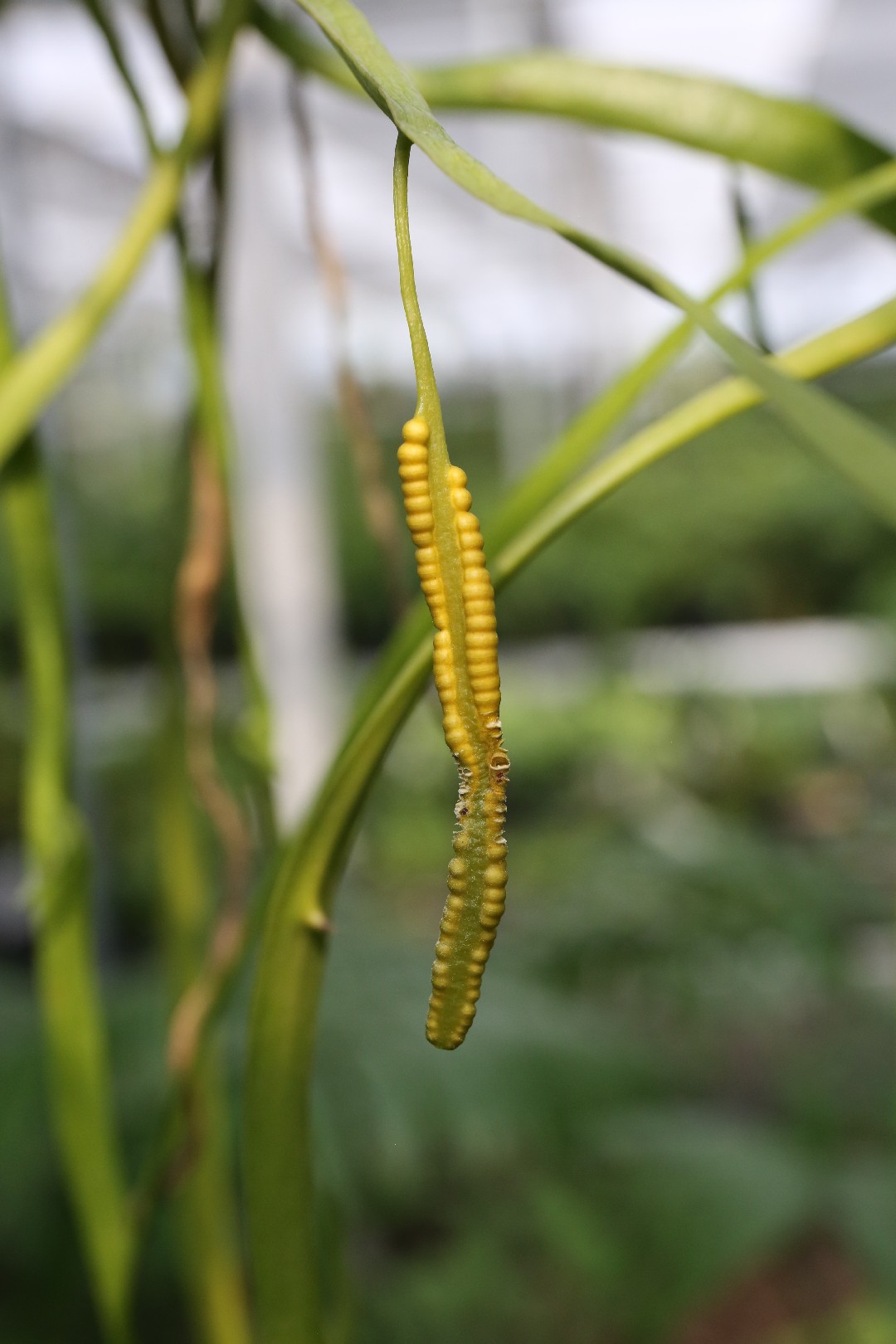 Ophioderma pendulum - PictureThis