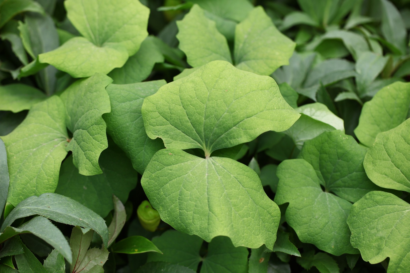 Twinleaf (Jeffersonia) Flower, Leaf, Care, Uses - PictureThis