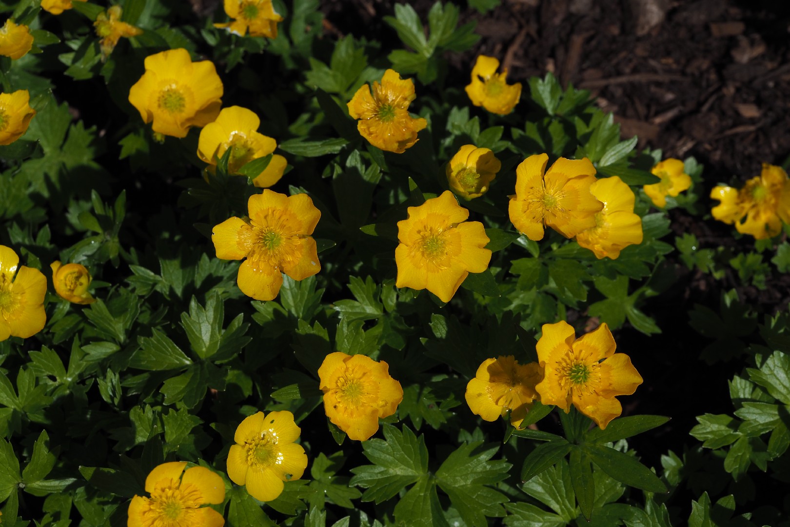 Botón de oro de las montañas (Ranunculus montanus) - PictureThis