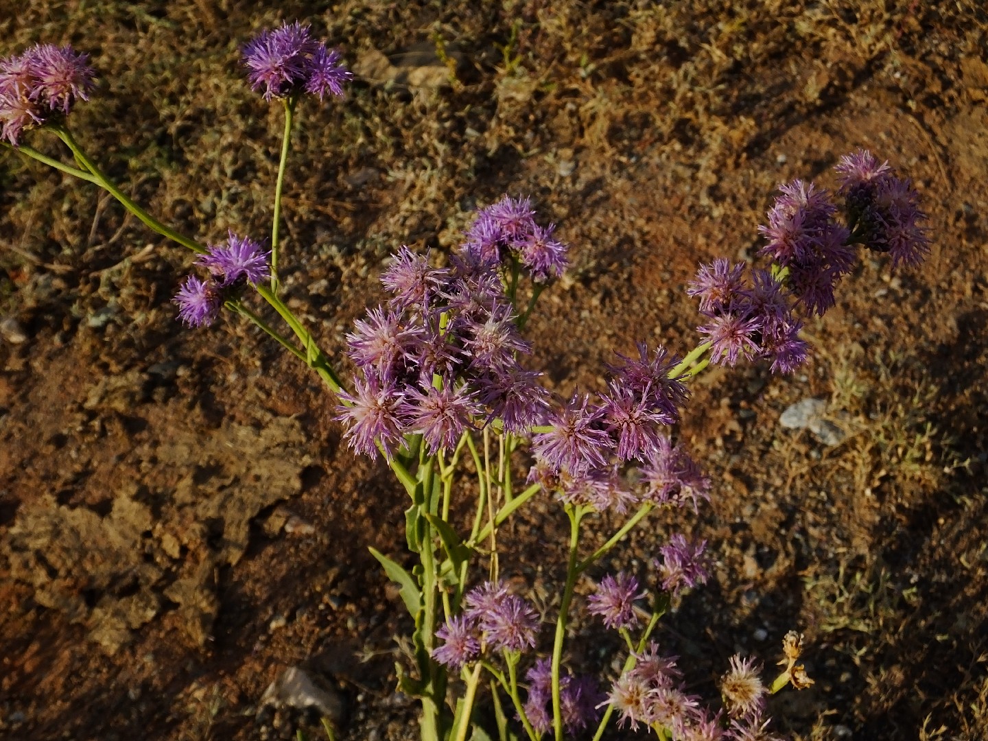 Saussurea salsa - PictureThis