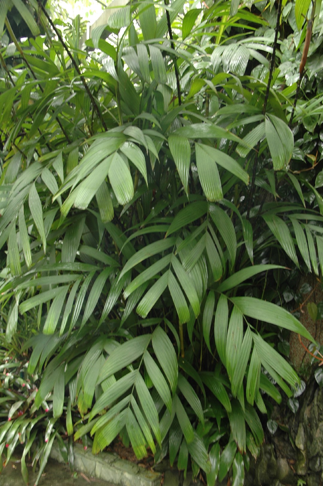 Pinanga baviensis Flower, Leaf, Care, Uses - PictureThis