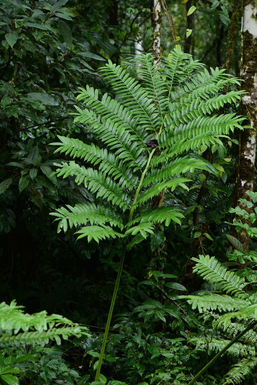 Ангиоптерис (Angiopteris) - PictureThis