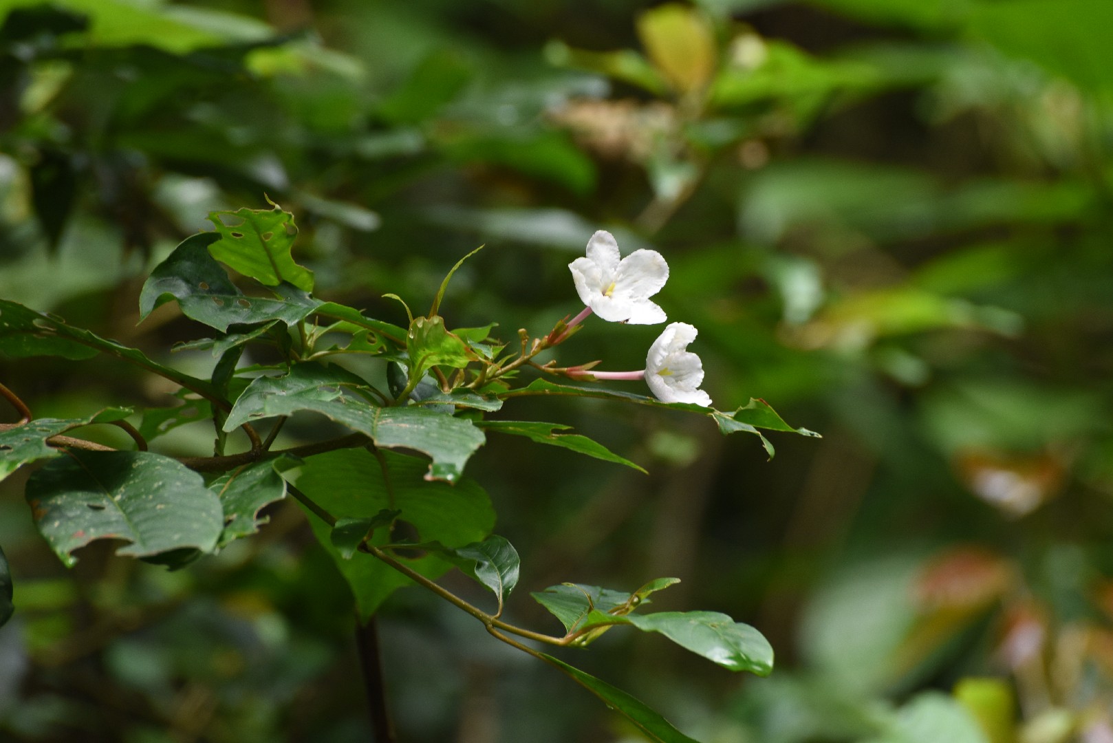 Luculia pinceana - PictureThis