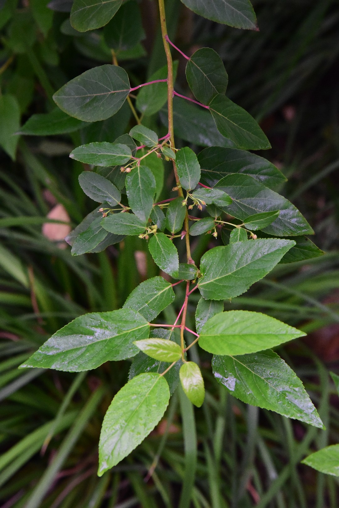 Clon (Aristotelia chilensis) - PictureThis