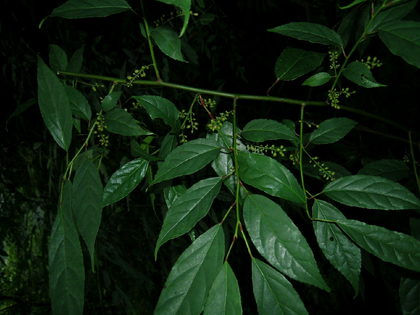 Perrottetia racemosa Flower, Leaf, Care, Uses - PictureThis