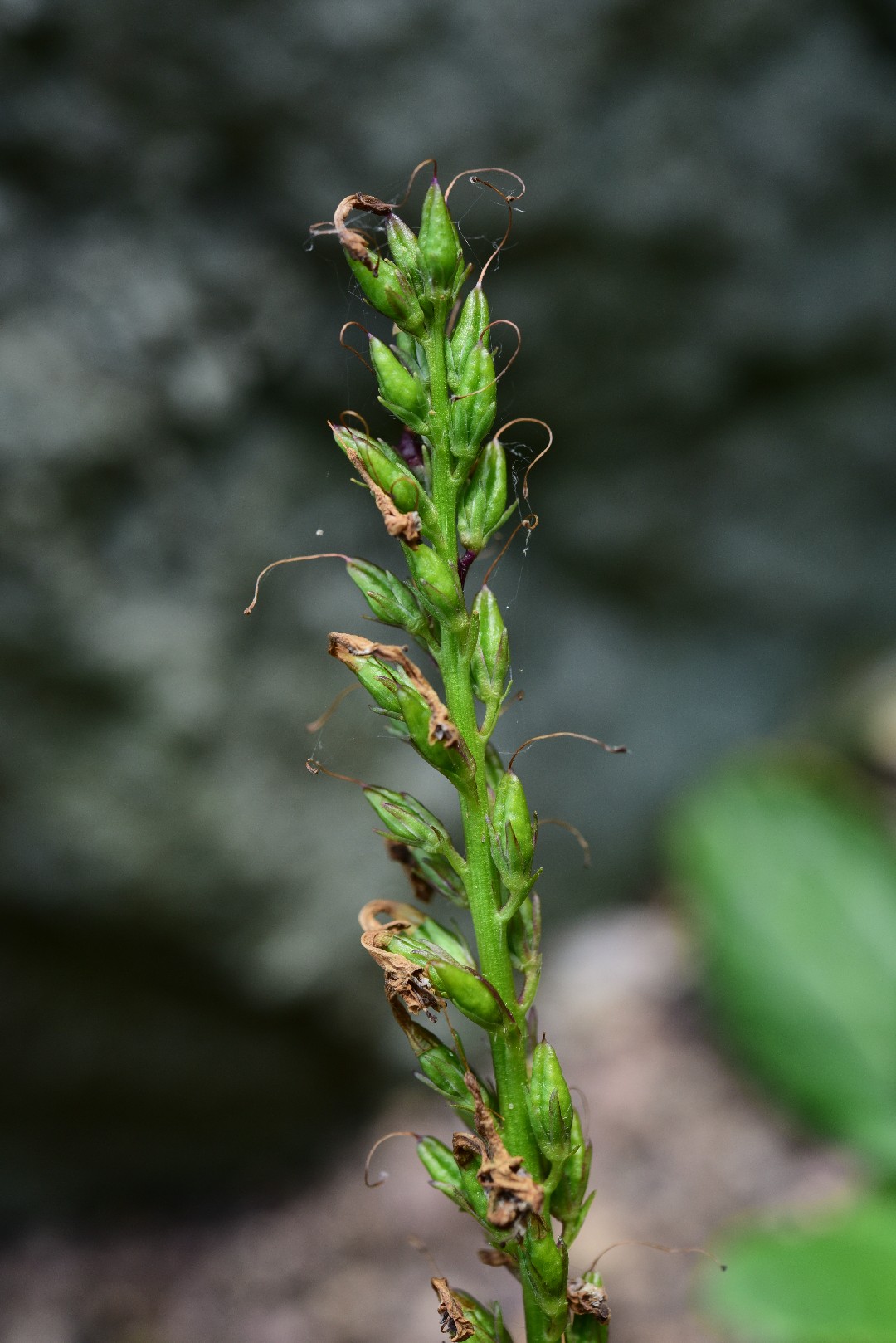 Wulfenia Carinthiaca (Wulfenia carinthiaca) - PictureThis