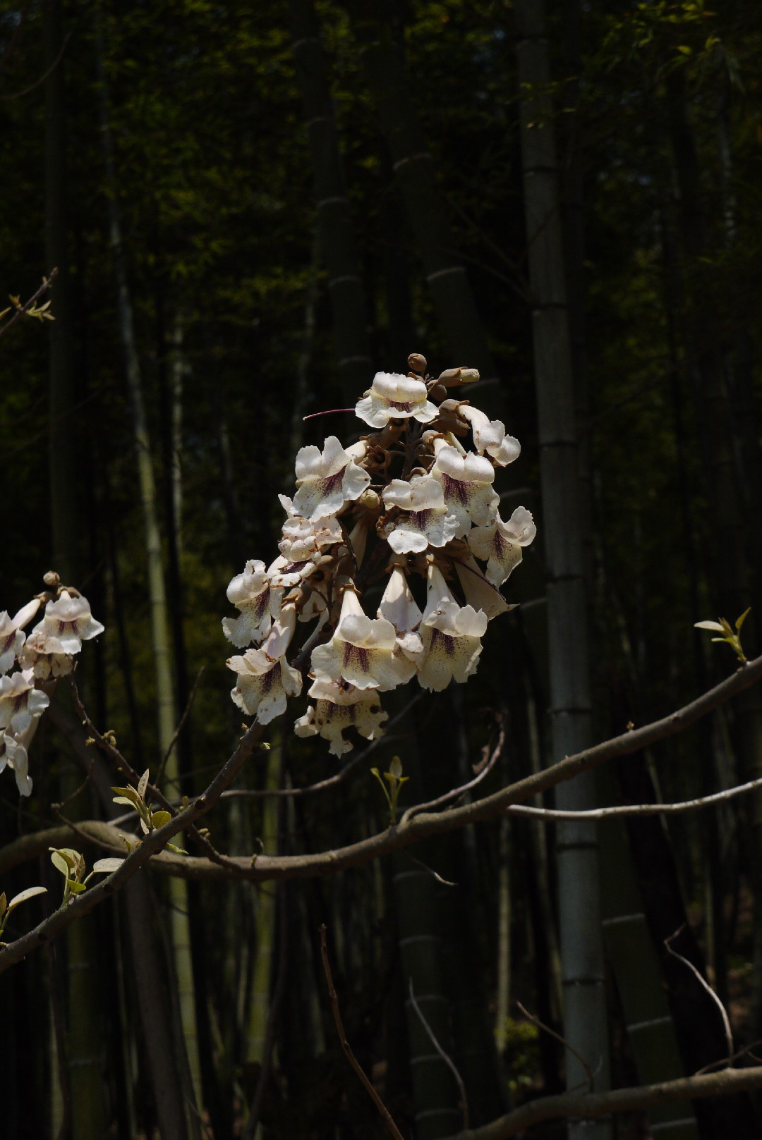 Paulownia elongata - PictureThis
