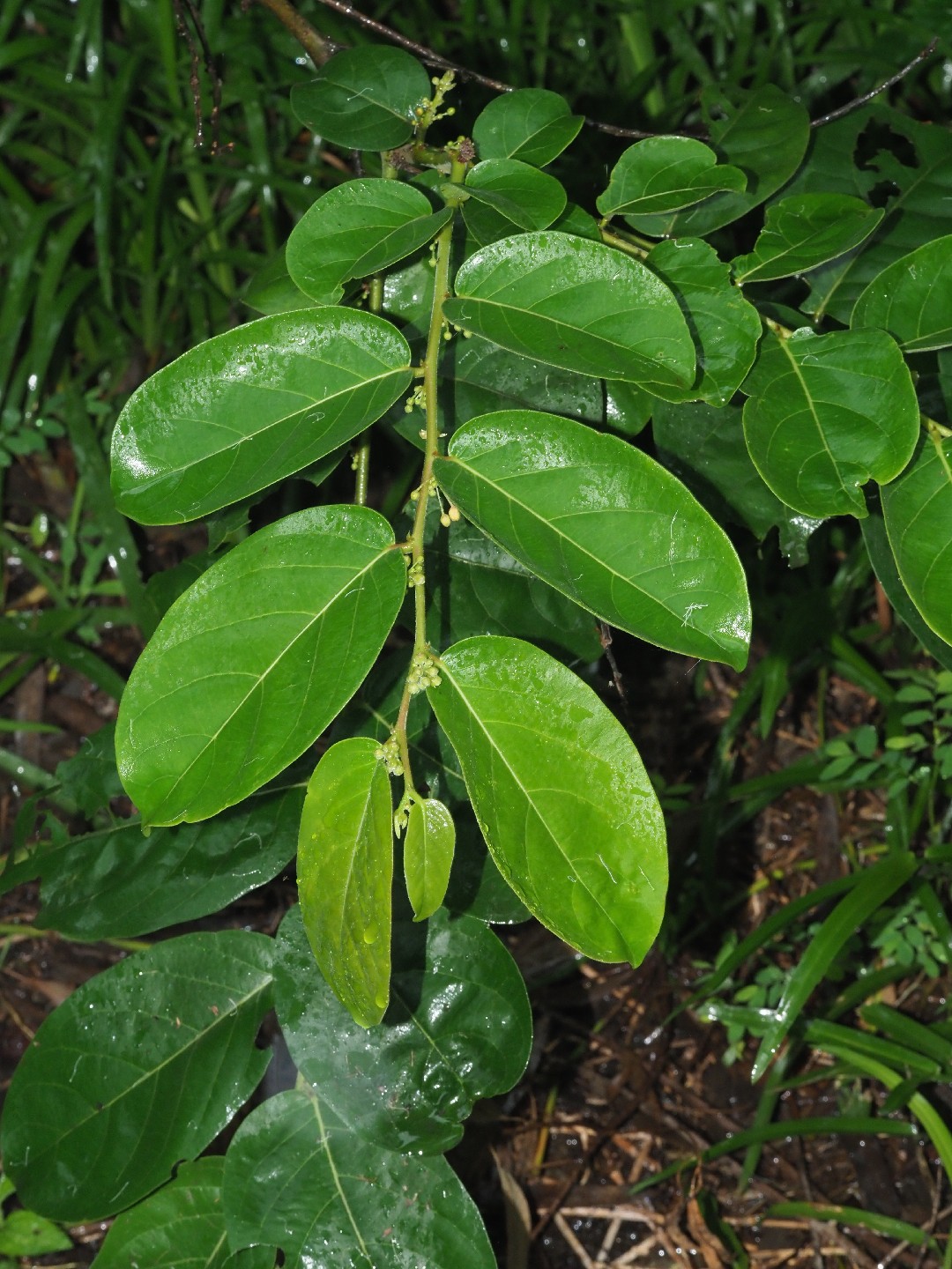Umbrella cheese tree (Glochidion zeylanicum) Flower, Leaf, Care, Uses ...
