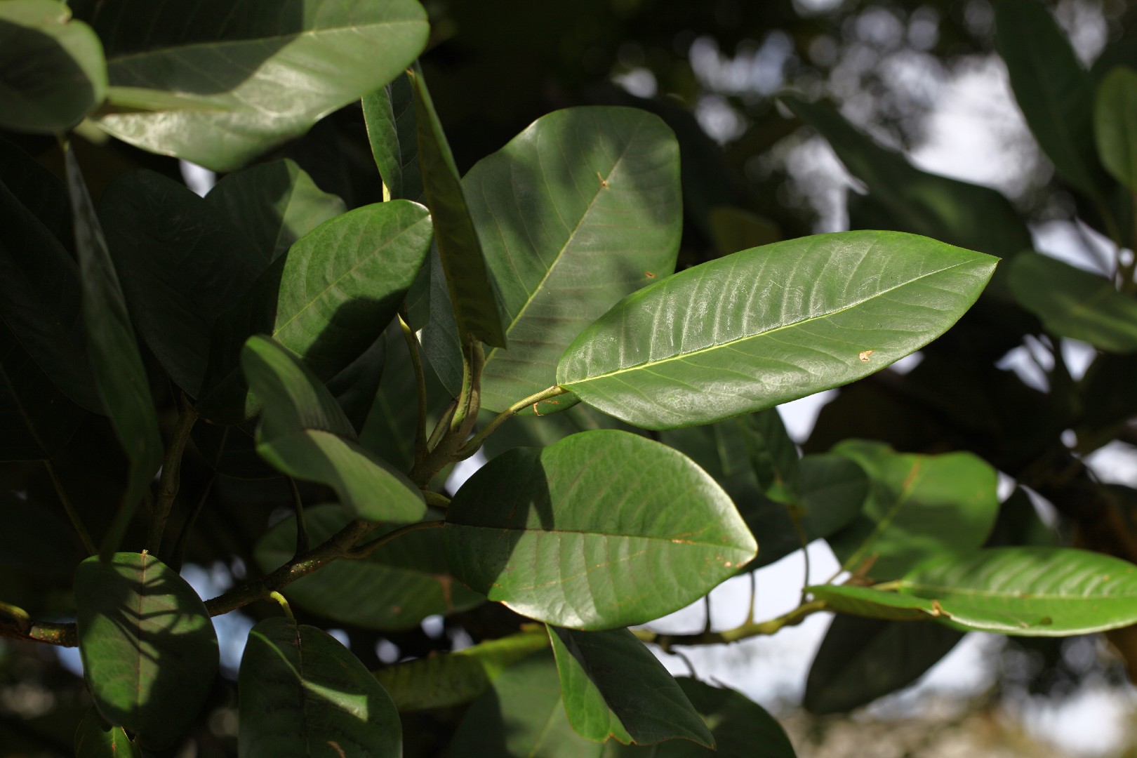 Great chinese rhododendron (Rhododendron sinogrande) Flower, Leaf, Care ...