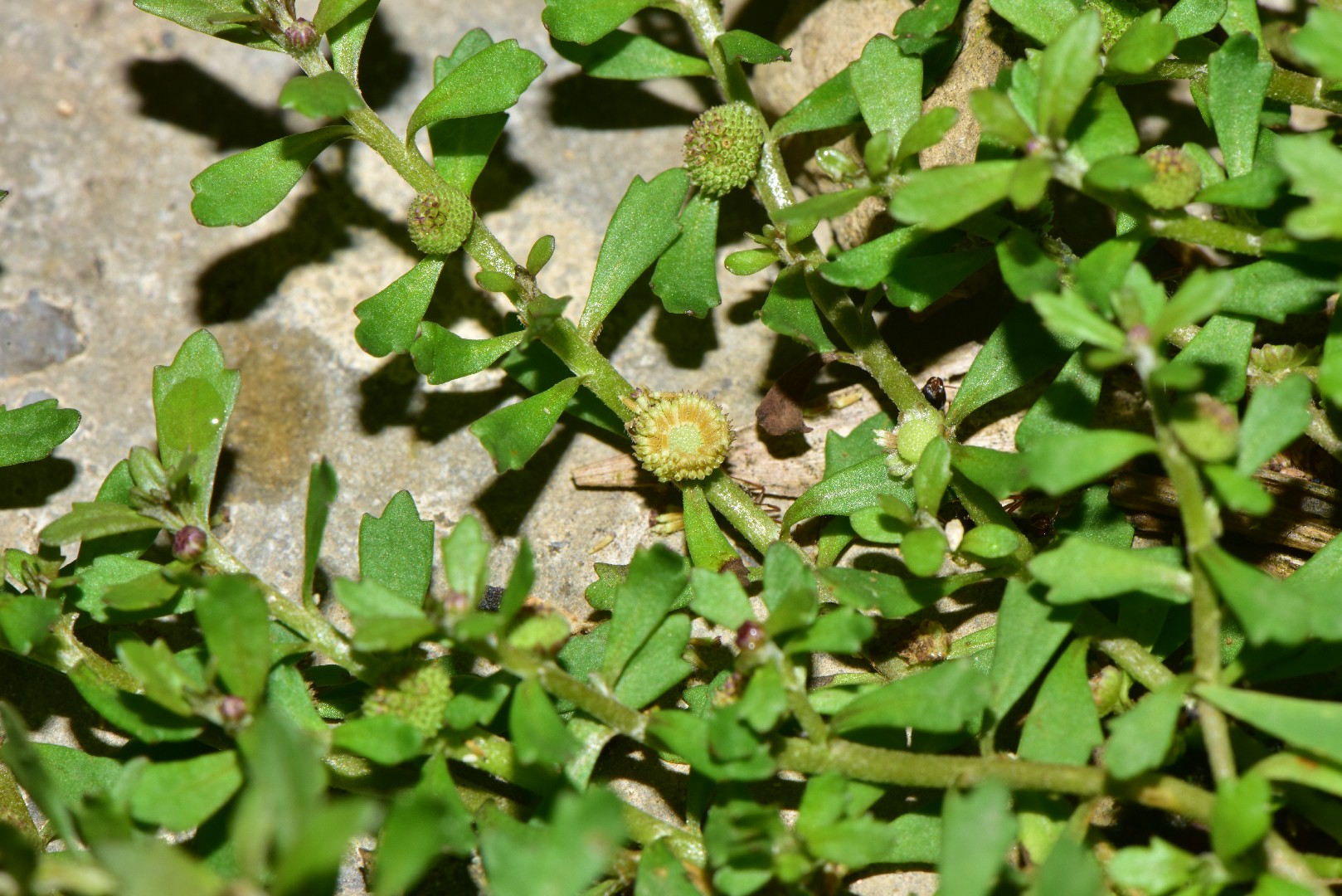 Centipeda minima - PictureThis