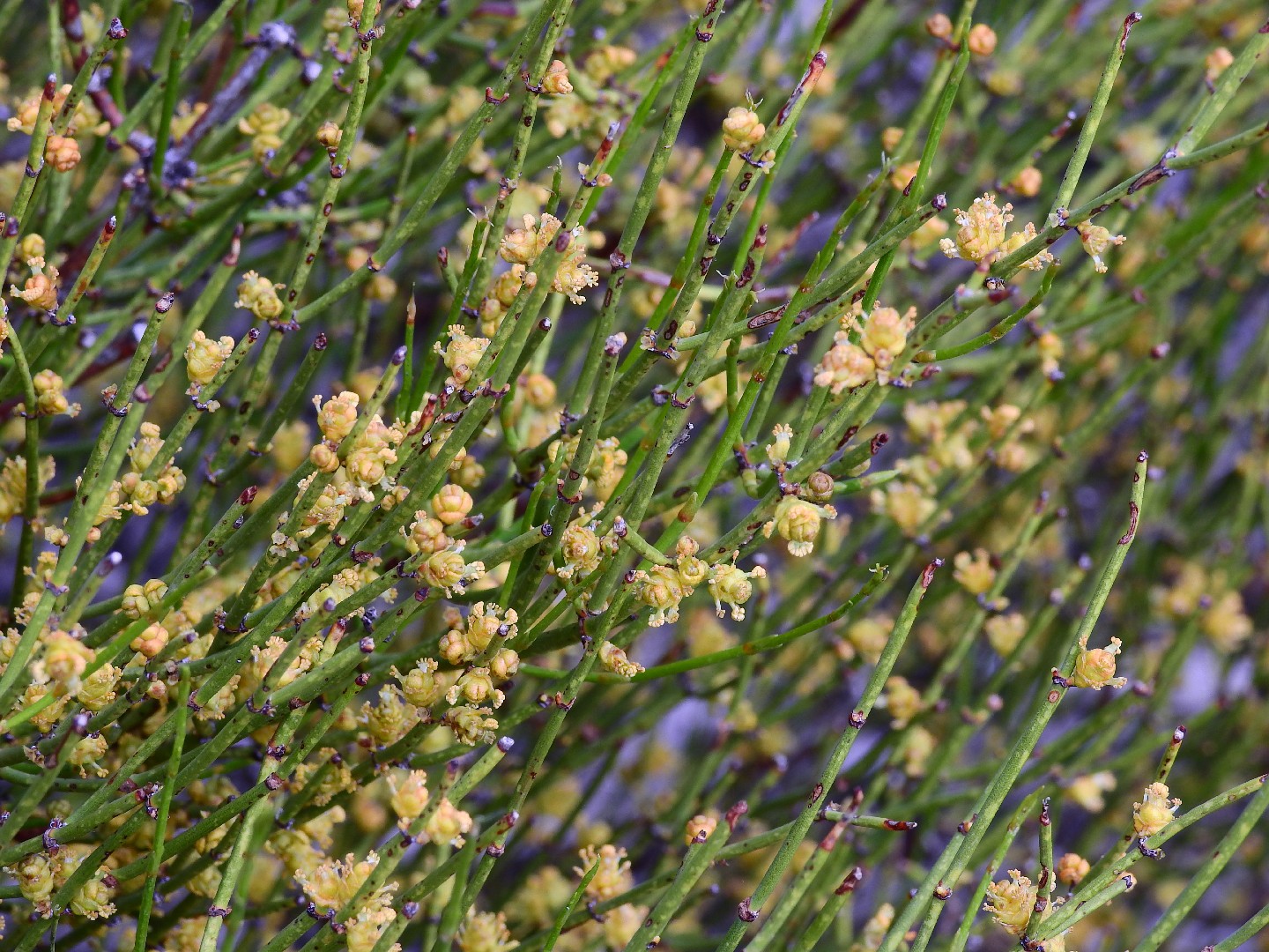 Ephedra funerea - PictureThis