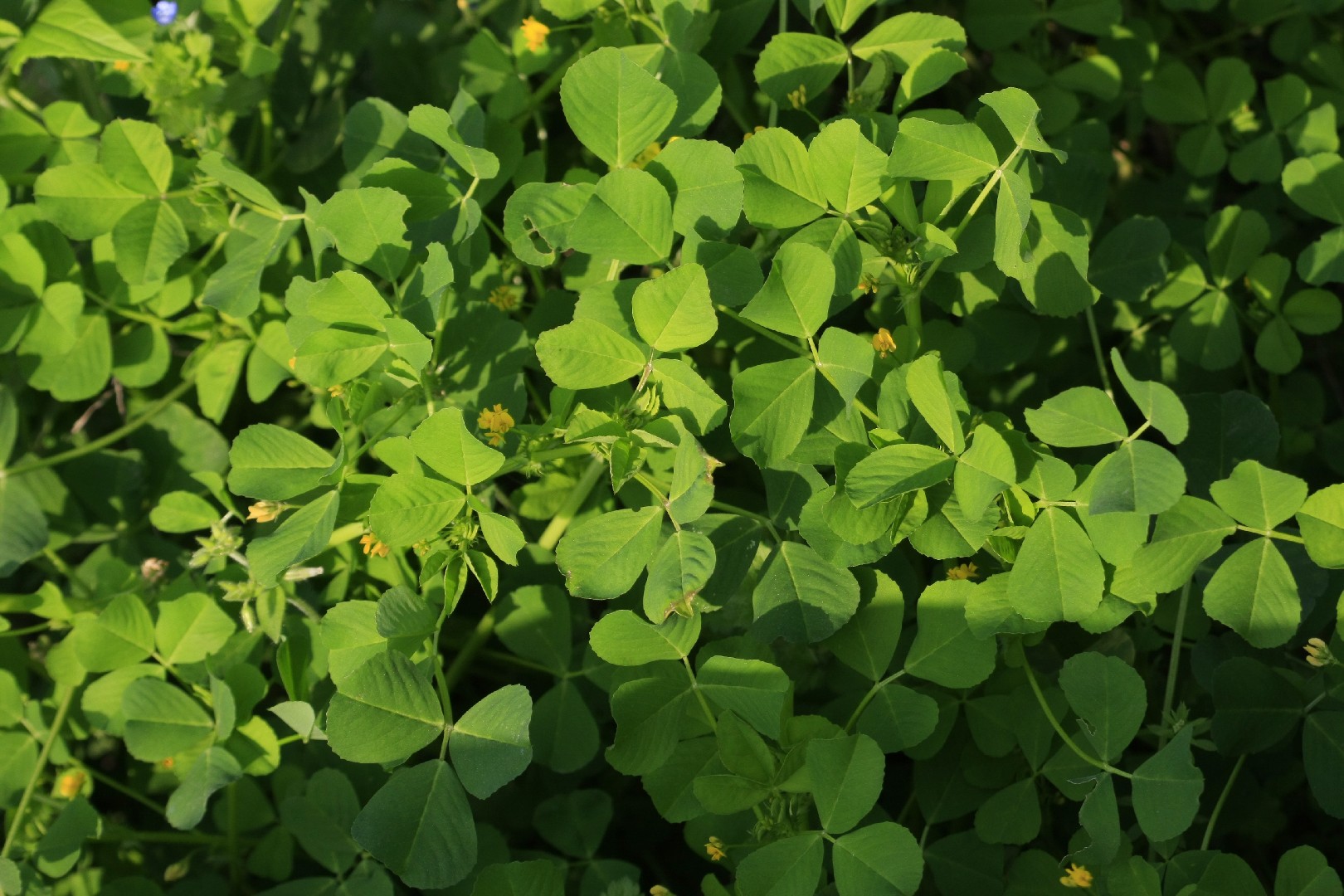 Medicago polymorpha var. vulgaris - PictureThis
