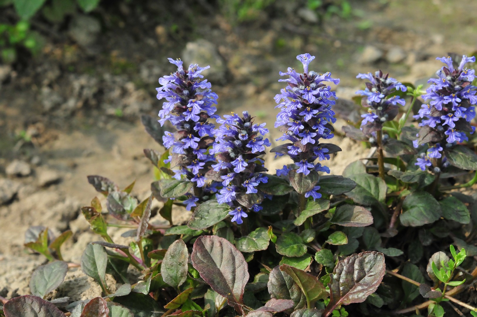 Common bugle (Ajuga reptans) Flower, Leaf, Care, Uses - PictureThis