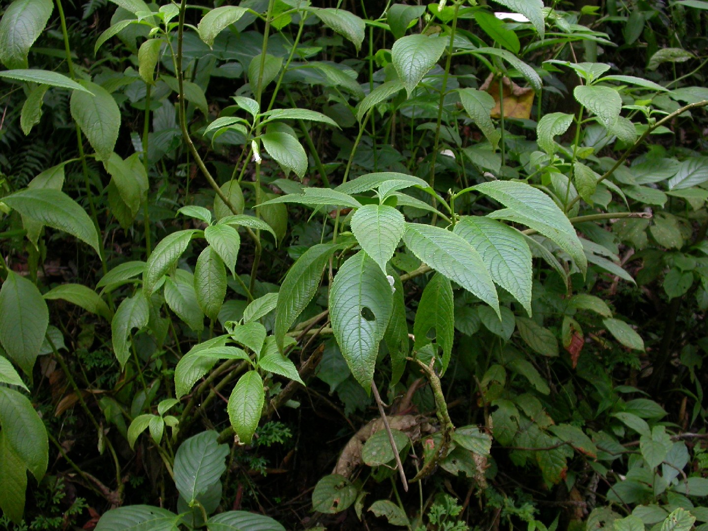 Cyrtandromoea grandiflora Care (Watering, Fertilize, Pruning ...