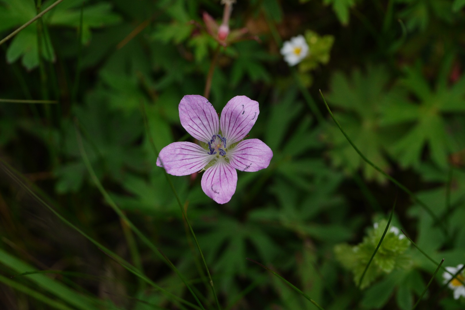 Geranium koreanum - PictureThis