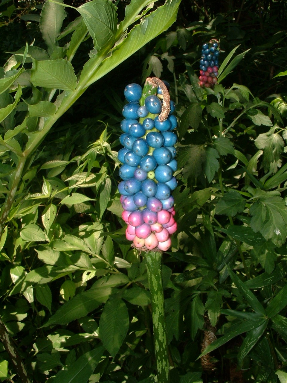 Amorphophallus Flower, Leaf, Care, Uses - PictureThis