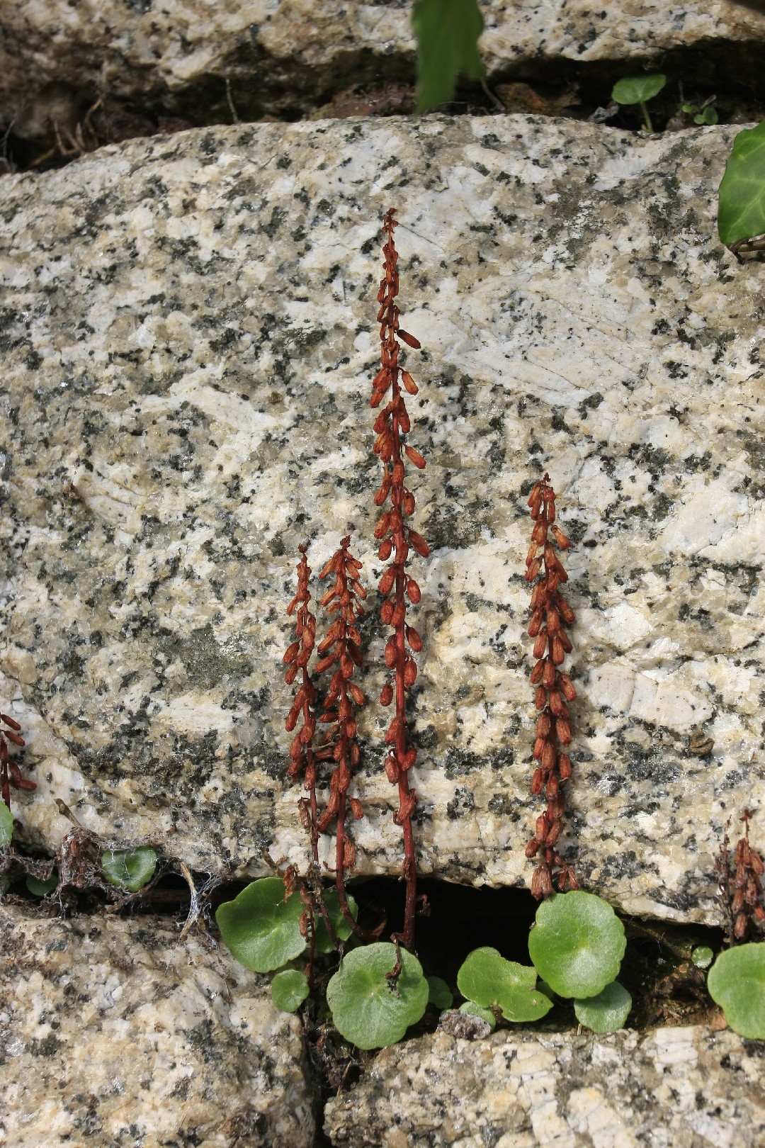 Umbilicus Flower, Leaf, Care, Uses - PictureThis