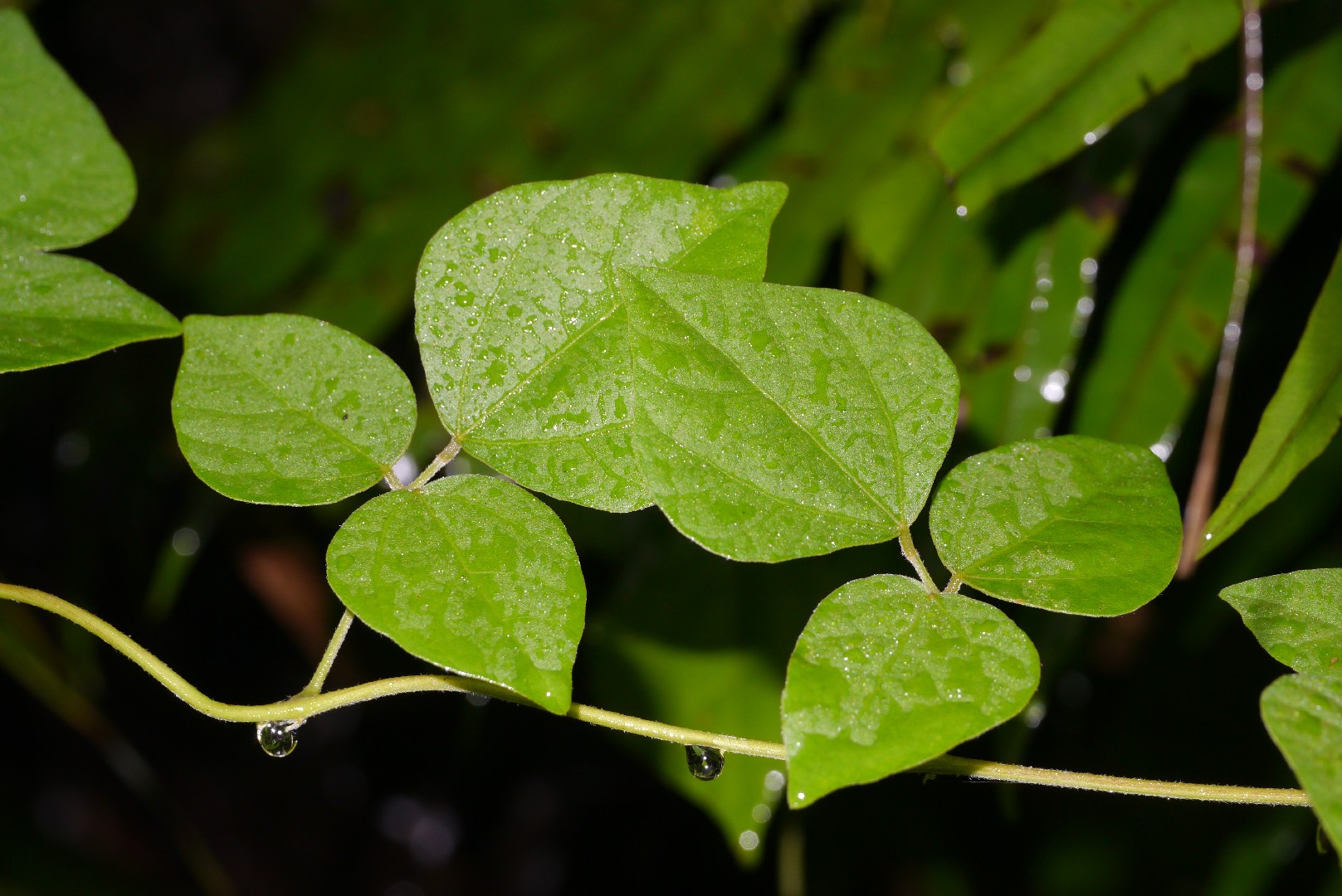 Dotted dunbaria (Dunbaria punctata) Flower, Leaf, Care, Uses - PictureThis