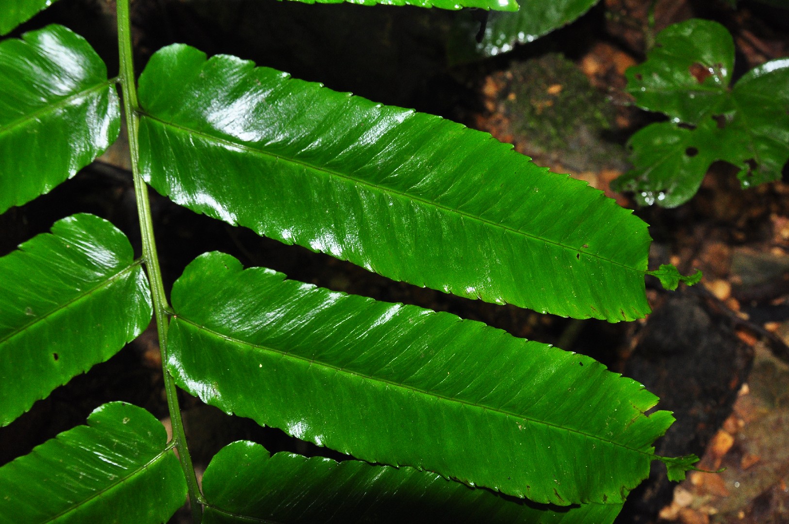 Ladyferns and allies (Athyriaceae) Flower, Leaf, Care, Uses - PictureThis