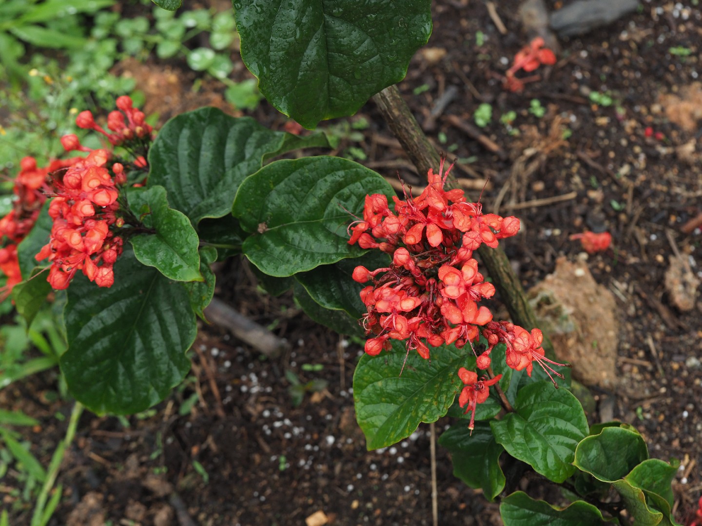 How to Plant and Grow Flaming glory bower(Clerodendrum speciosissimum)