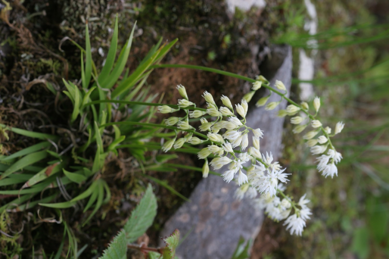 Tofieldia (Tofieldia) Flower, Leaf, Care, Uses - PictureThis